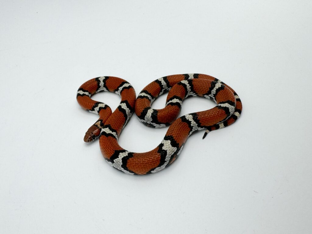 Onze dieren – Next Gen Reptiles