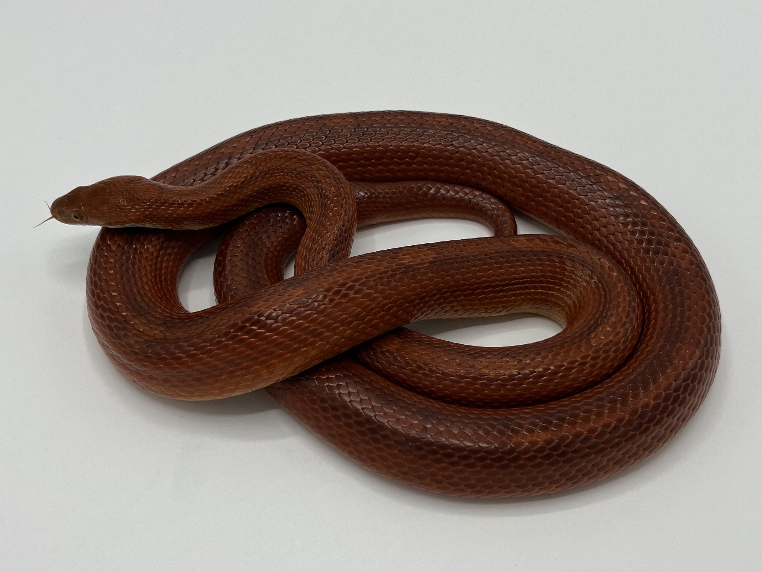 Mary de Rode Rattenslang – Next Gen Reptiles